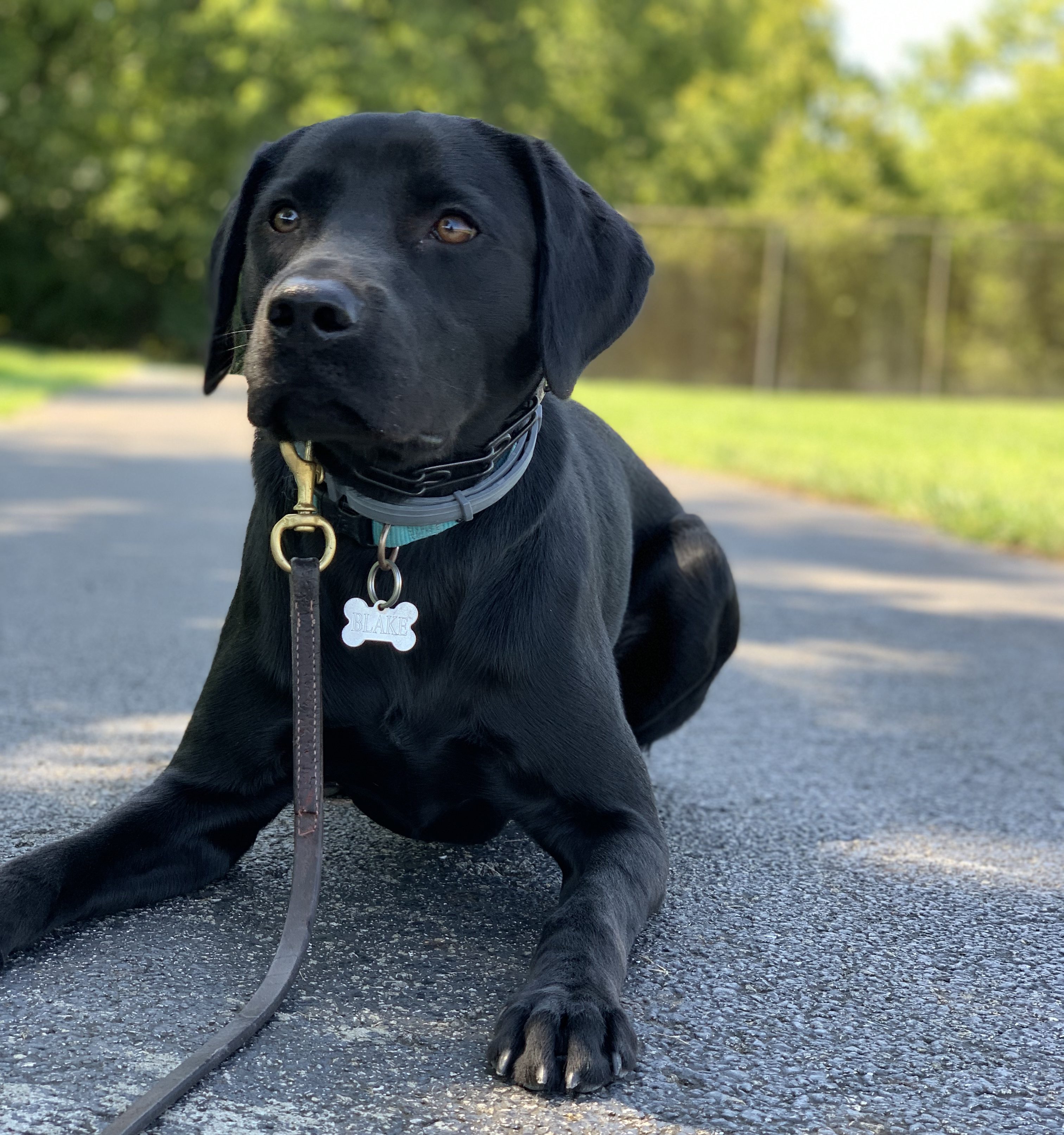 Onyx Canine Kennels, LLC. – All Breed Dog Training